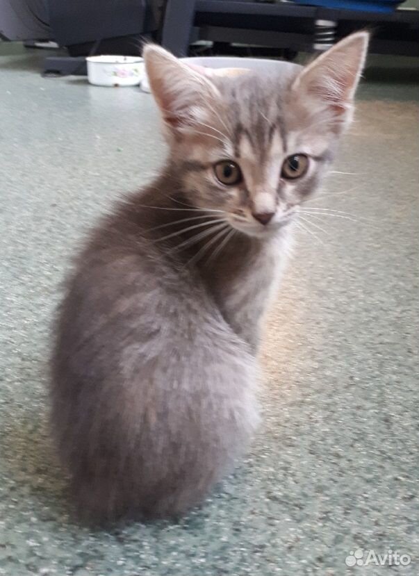 Котенок симона