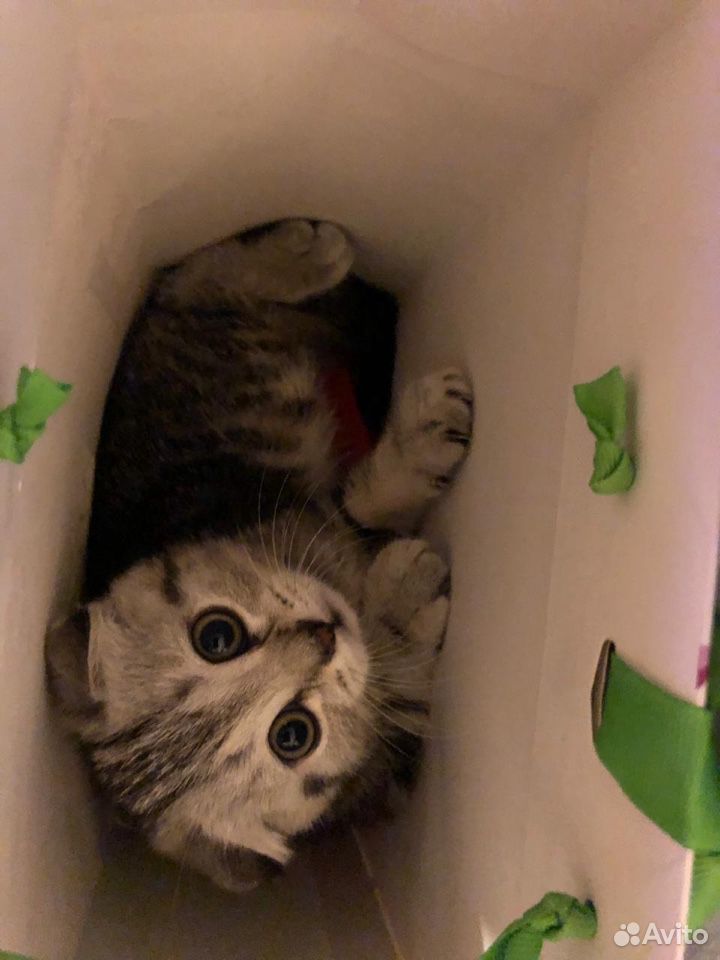 Шотландские котята