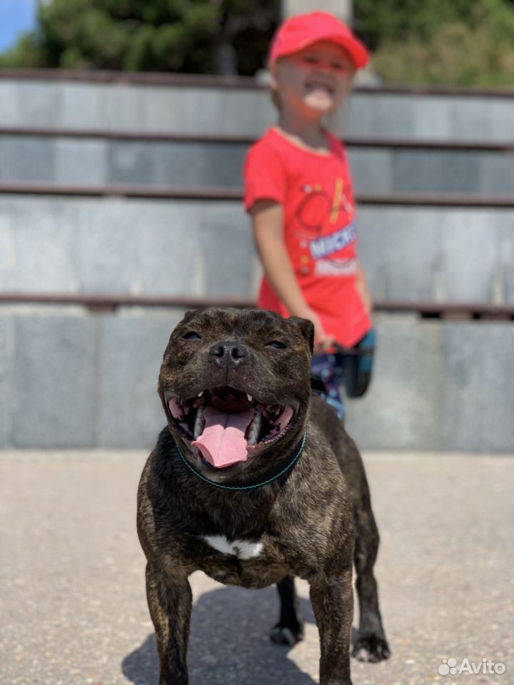 Стафф бультерьер