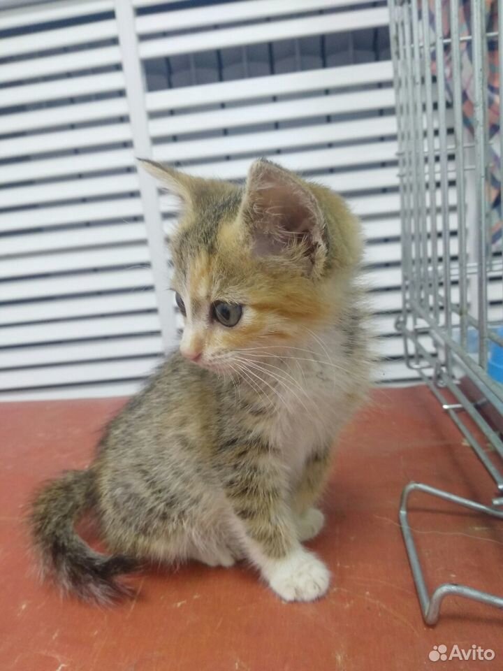 Ласкового котенка в очень добрые руки