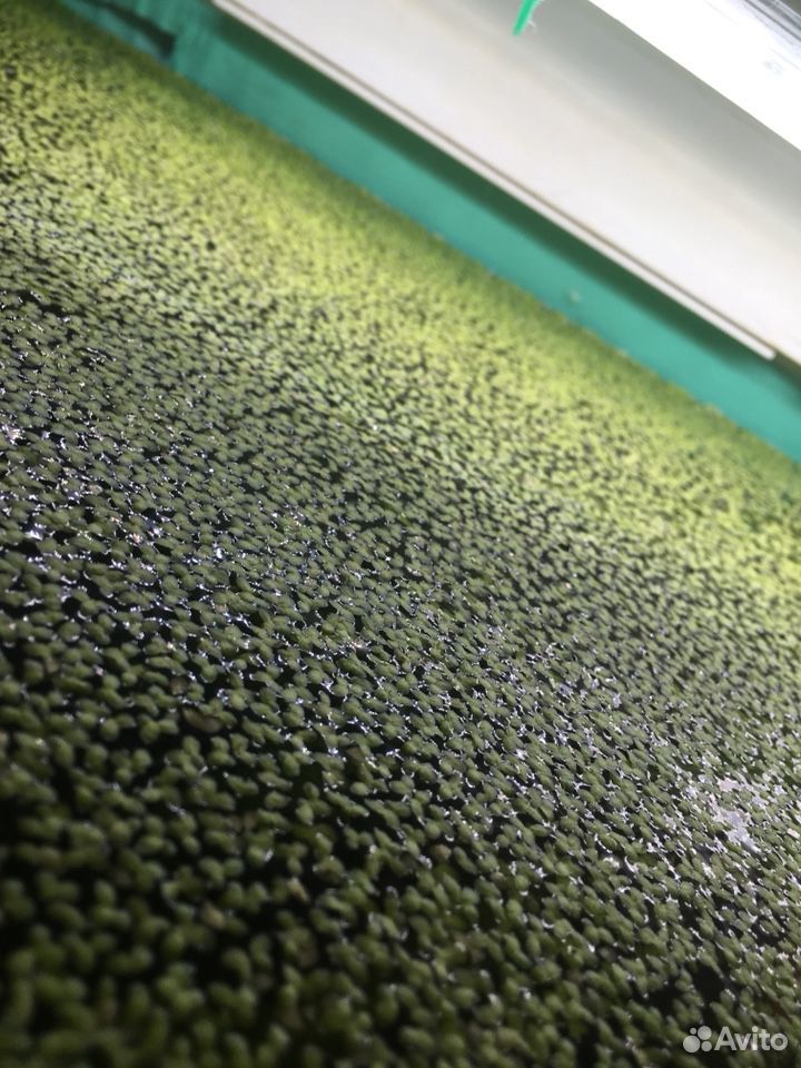 Ряска, пистия, молли