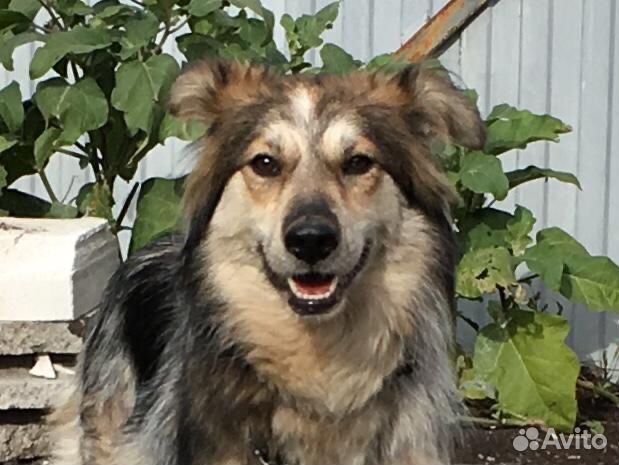 Собка -Сонечка пушистая красавица 2 лет в добрые р