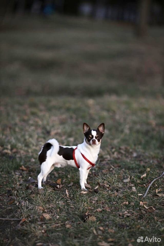 Чихуахуа микро малыш Вязка