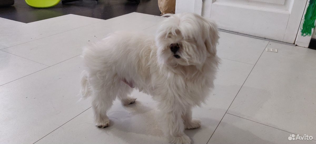 Кобель для вязки