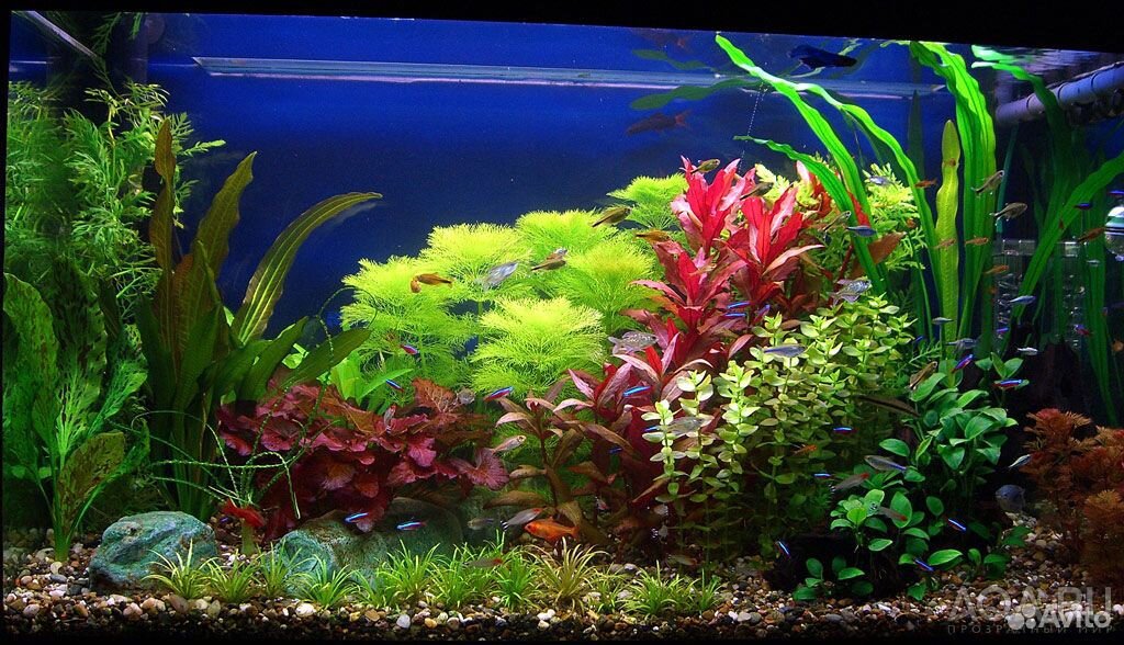 Растения Водросли