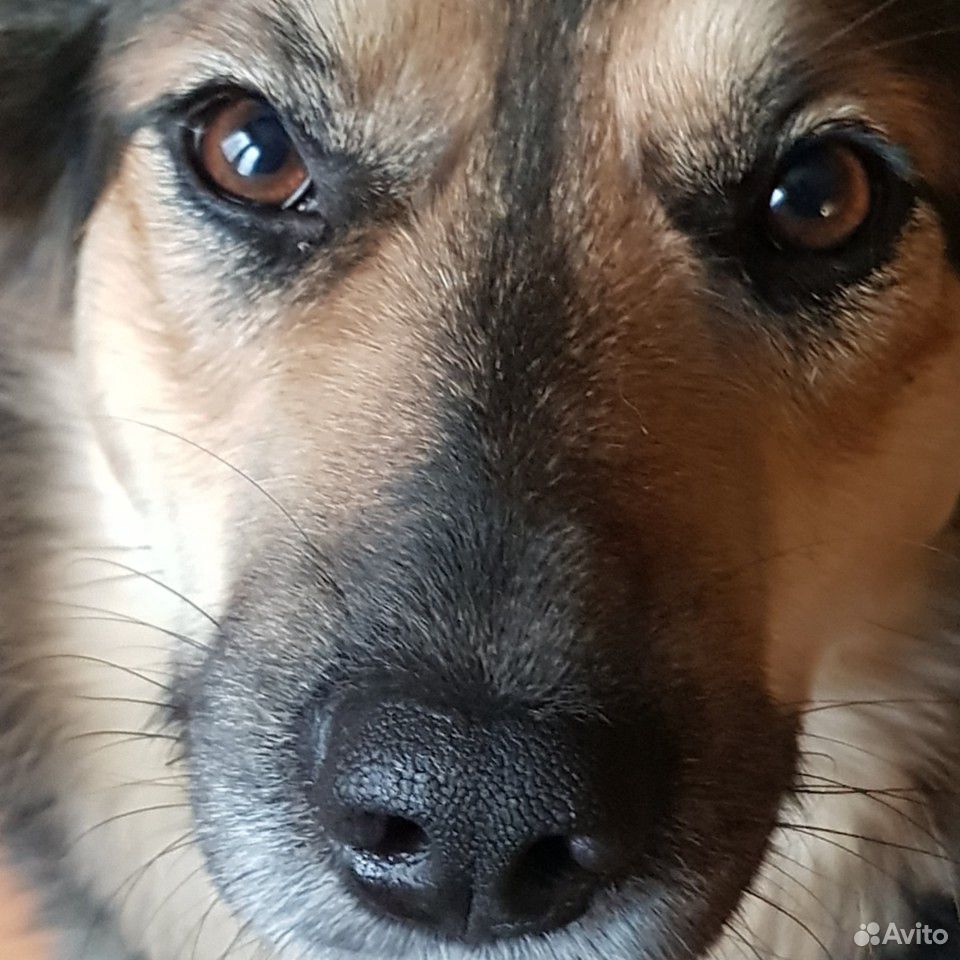 Собака девочка домашняя 3года привита, стерилизова