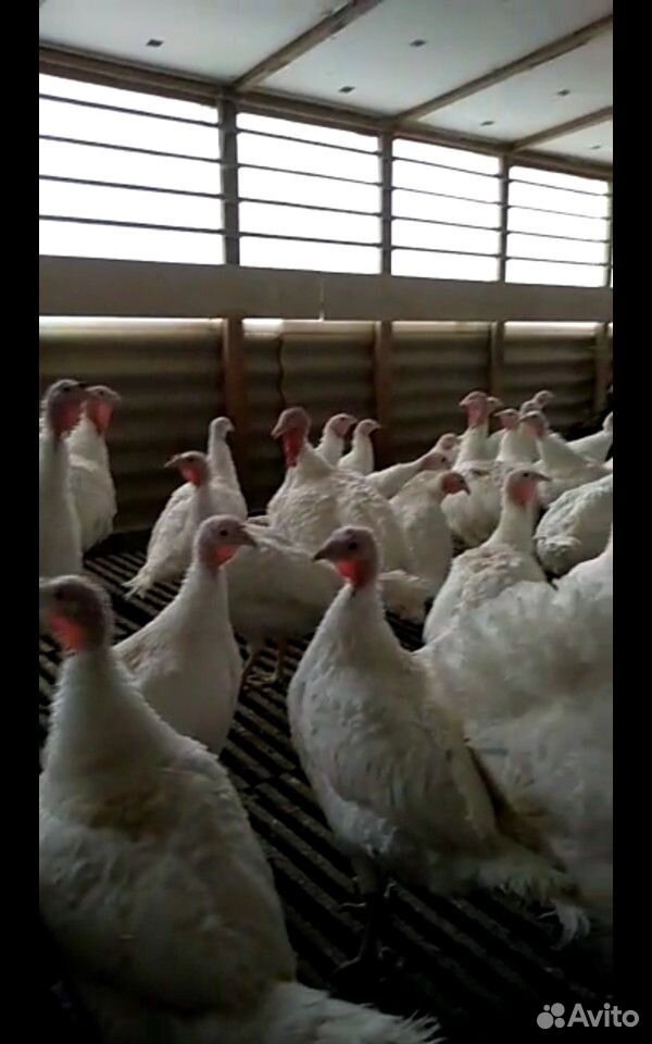 Взрослая индюшка