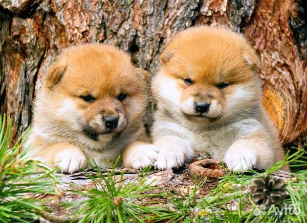Продам щенков сиба ину (шиба)