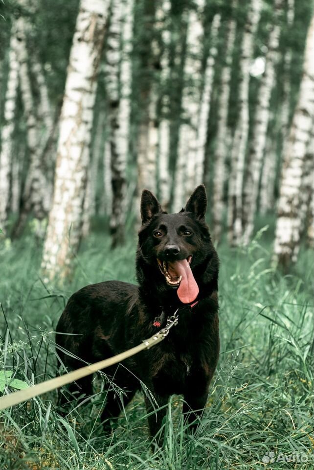 Сестрёнки Слива и Вакса ищут дом (можно по-отдельн