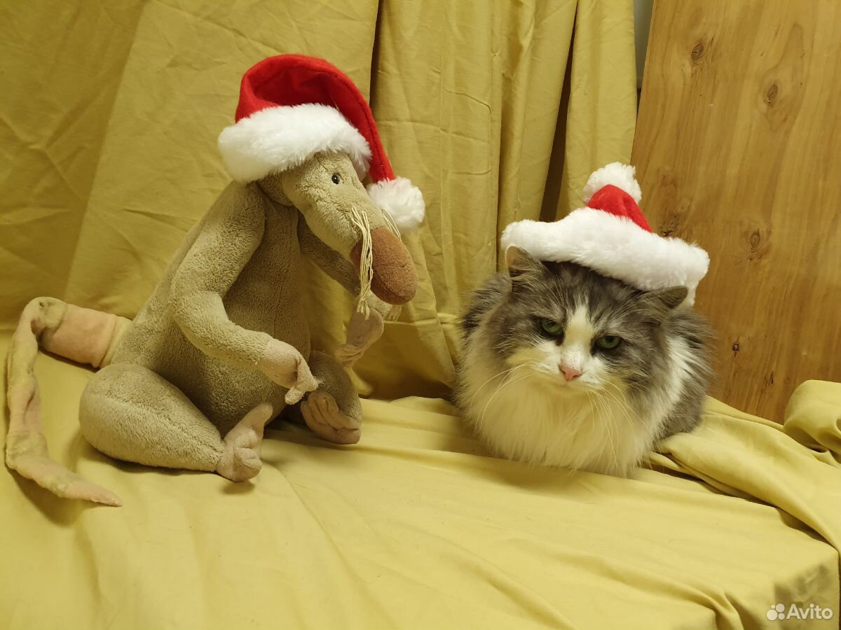 Кошка ищет дом