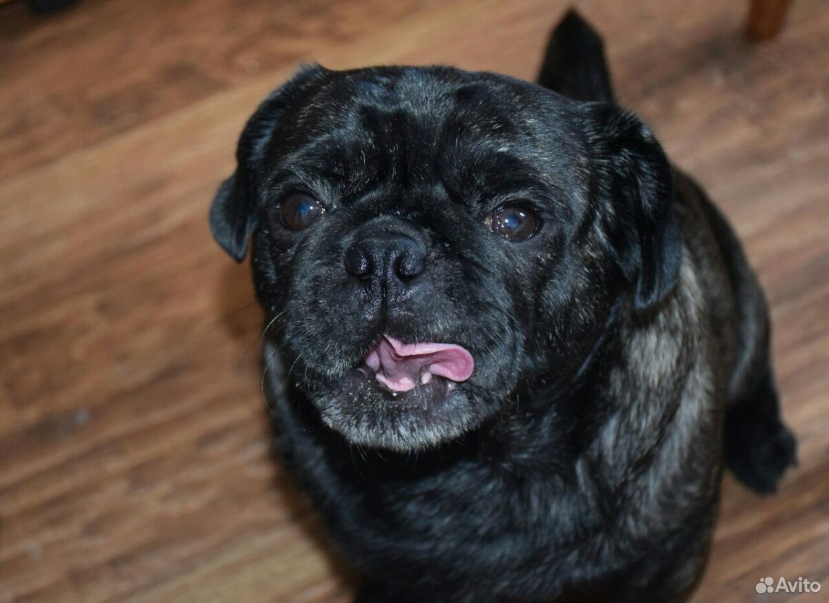 Тигровый мопс редкий случка мальчик