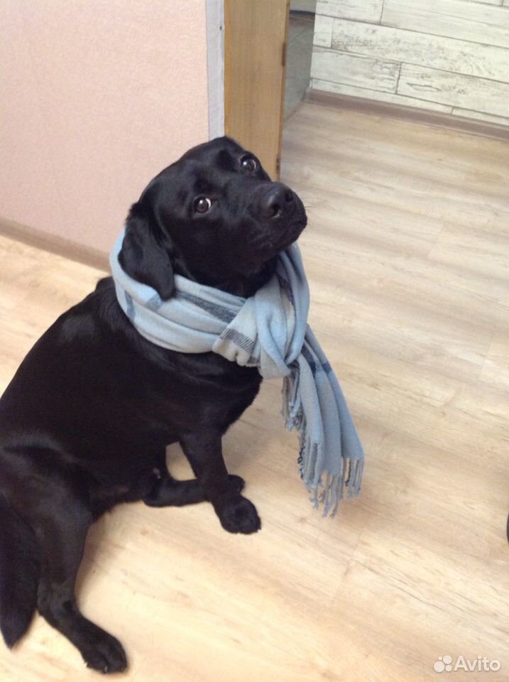 Кобель Лабрадора на Случку