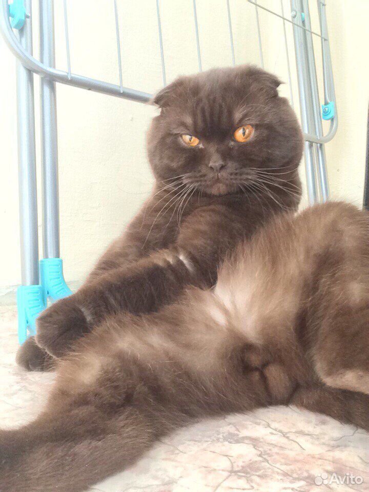 Кот для вязки
