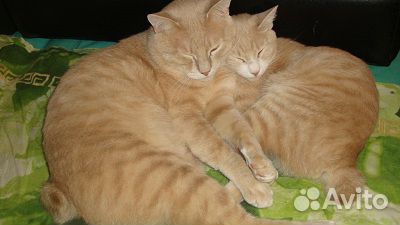 Котята курбобики, персиковые