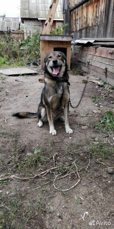 Собачка охранница в добрые руки