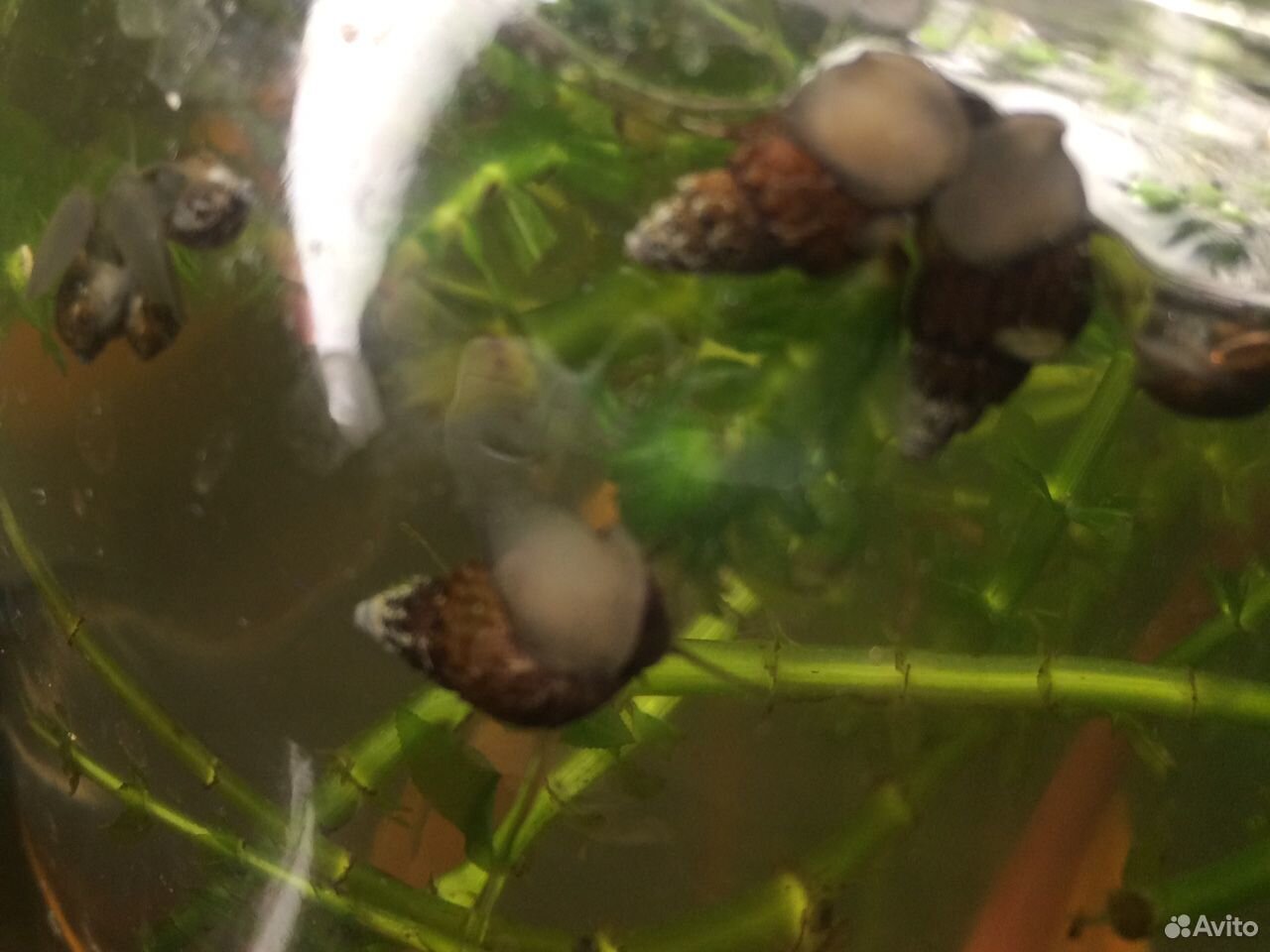 Улитка Мелания грунтовая