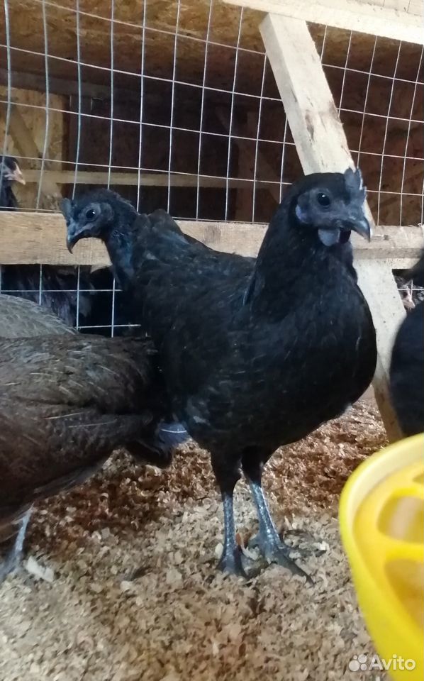 Обмен или продажа Ухей-илюй и лакеданзи (молоденьк