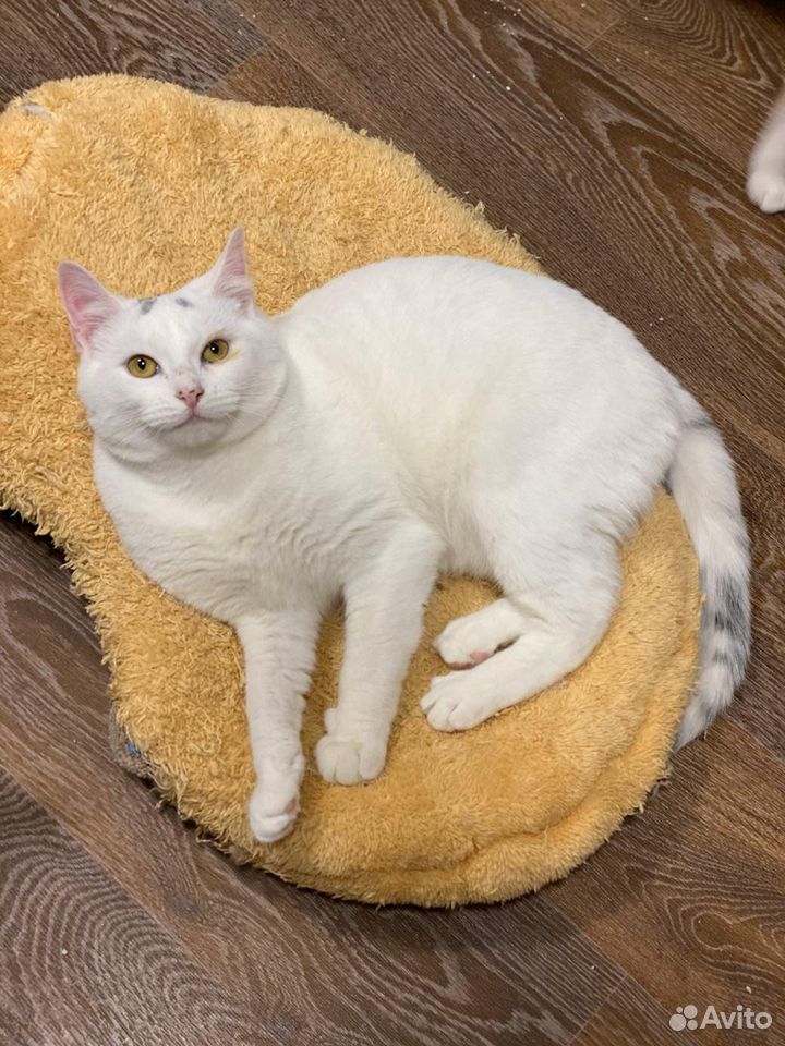 Белый котенок