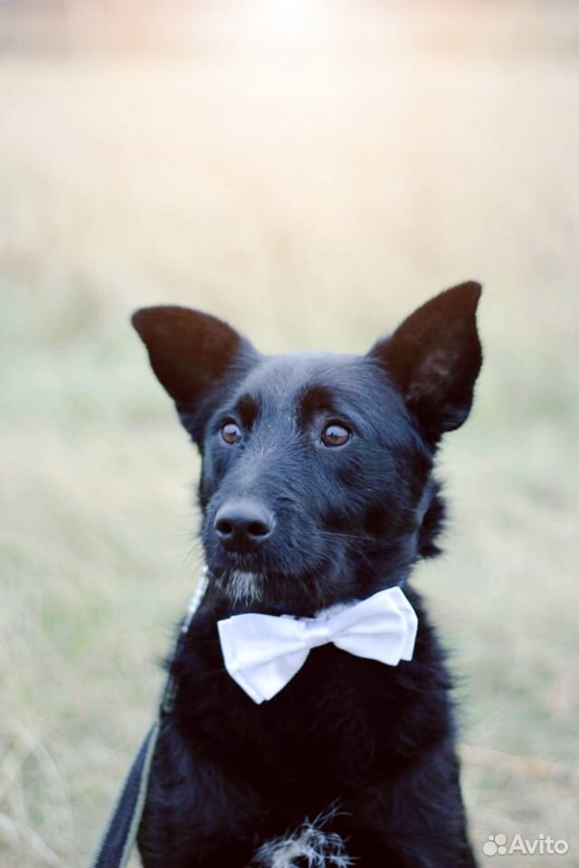 Интеллигент Рикуша ищет дом