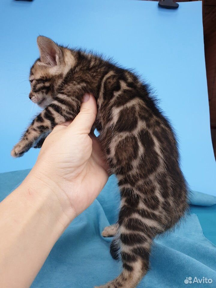 Бенгальские котята (золото, серебро, голубой окрас