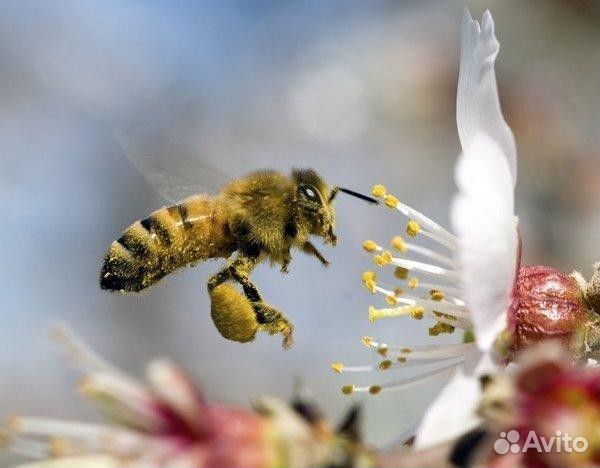 Любителям природы