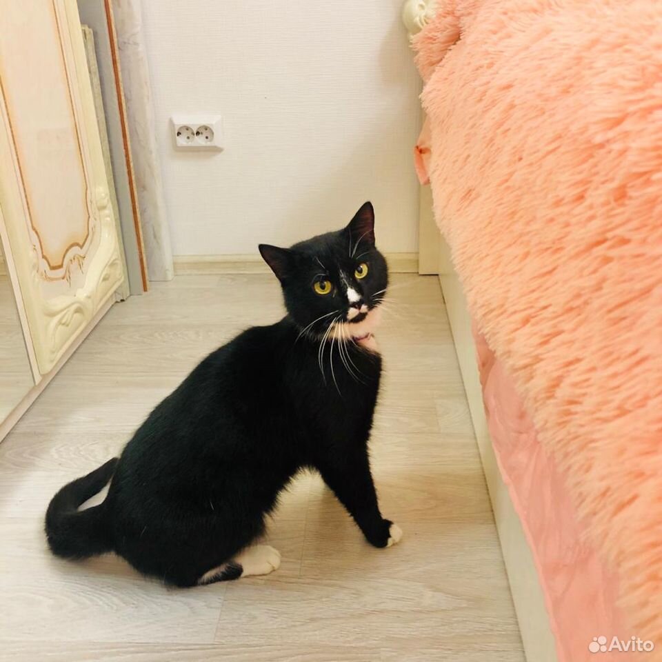 Молоденький котик,10 мес,в поисках дома