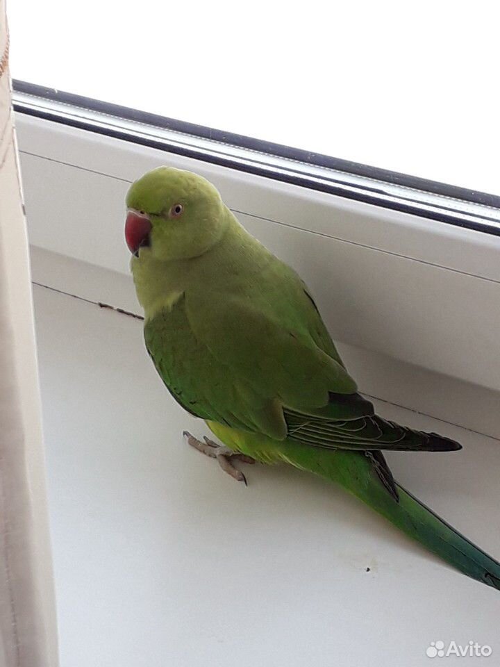 Ожиреловый попугай