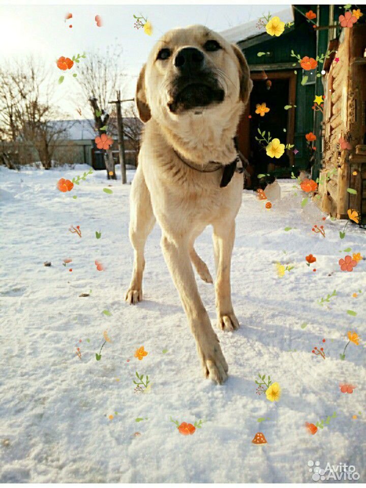 Молодой мальчик кобель