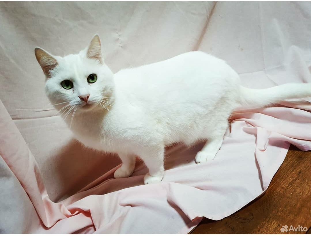 Кот ищет дом