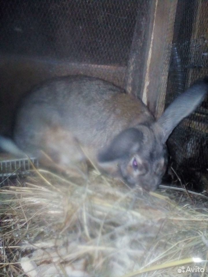 Покрытие фландером