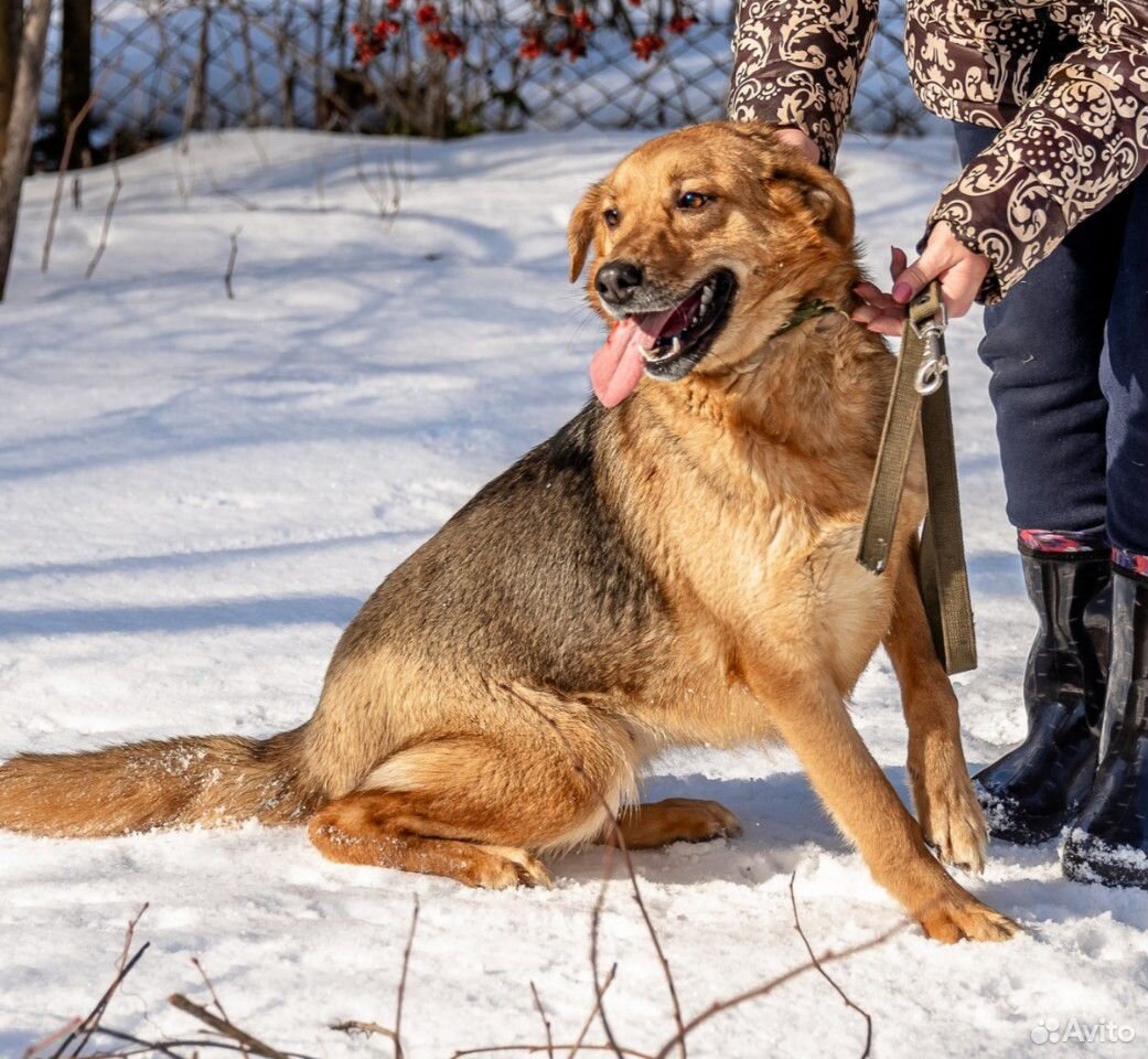 Альма ждёт своего хозяина