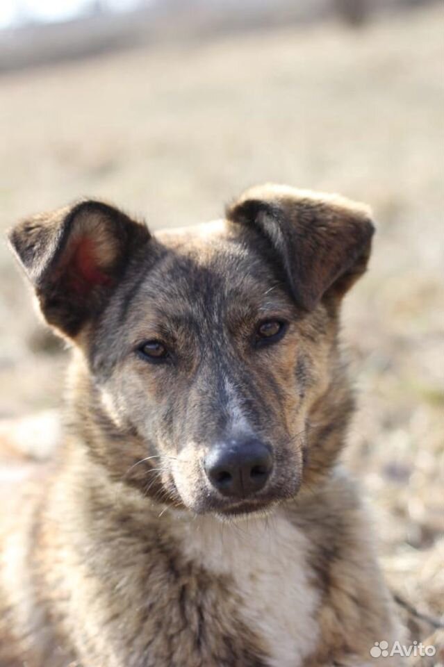Тигровая собачка ищет дом и добрые руки