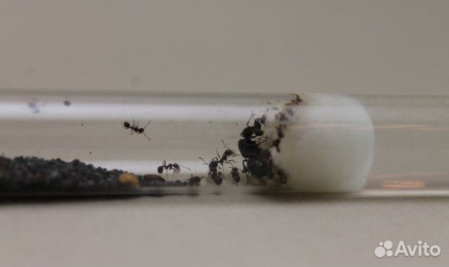 Колония муравьев (матка + 10-20 рабочих муравьев)