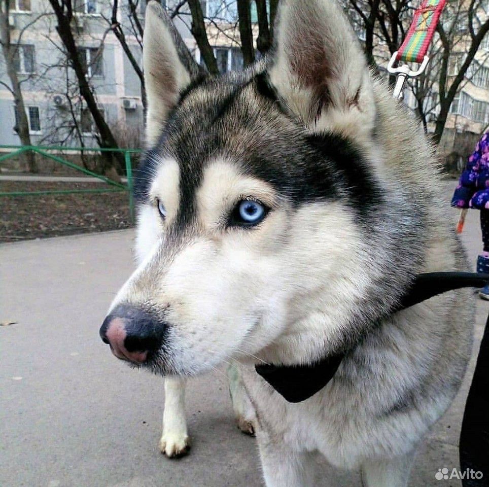 Хаски