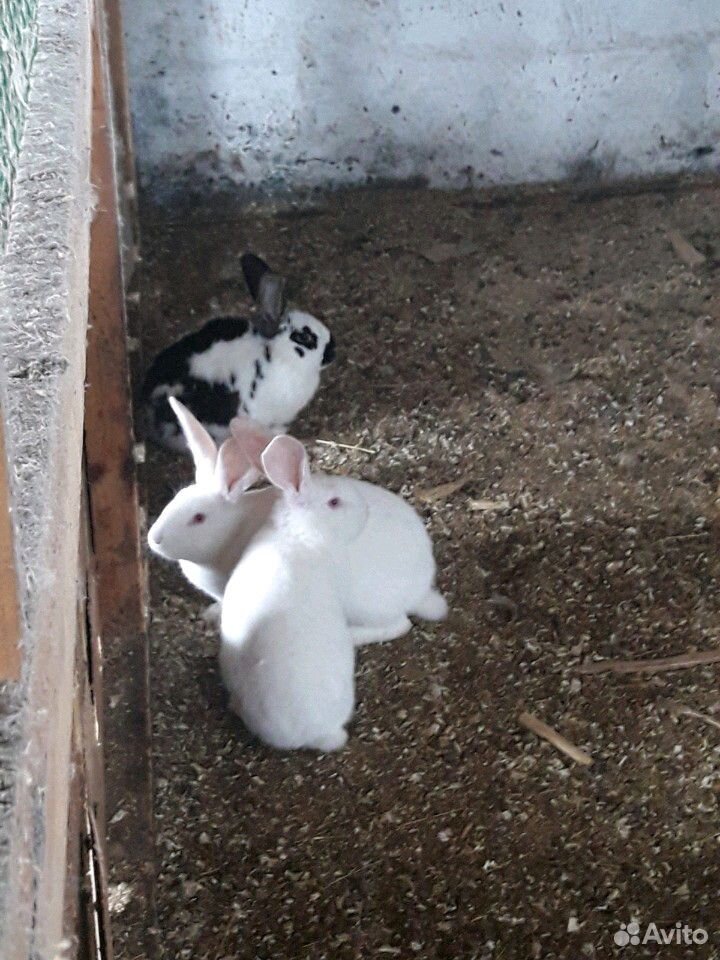 Кролики-бабочка