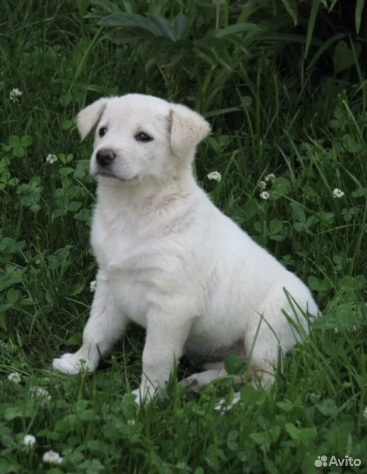 В добрые руки кобелёк