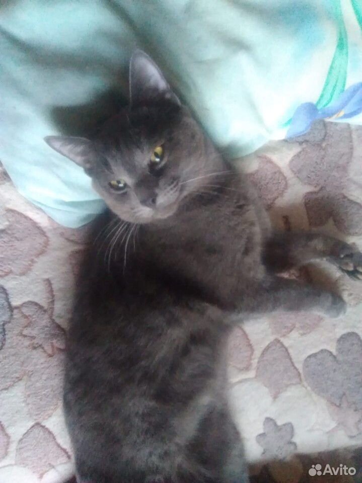 Метисы русской голубой два брата в дар