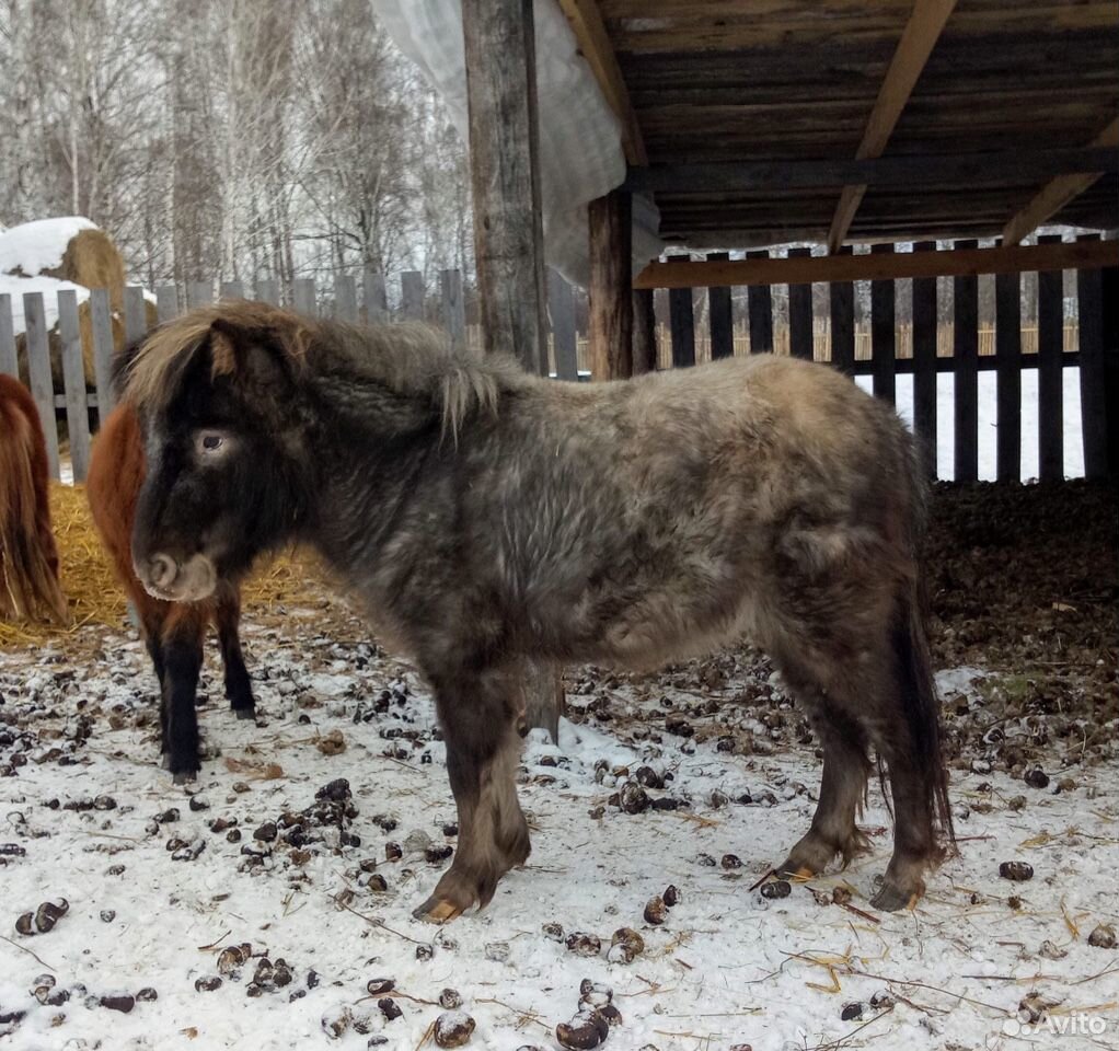 Кобыла пони