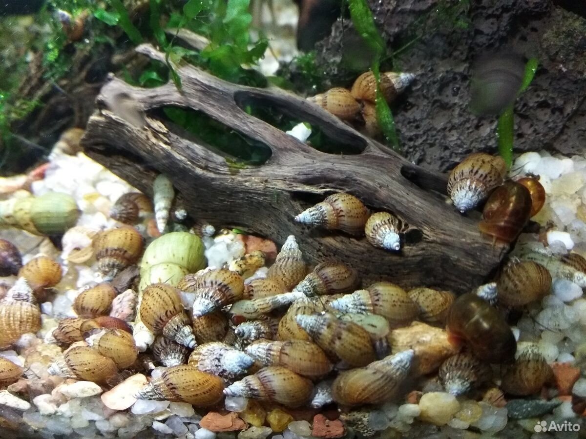 Улитка Мелания - гранифера