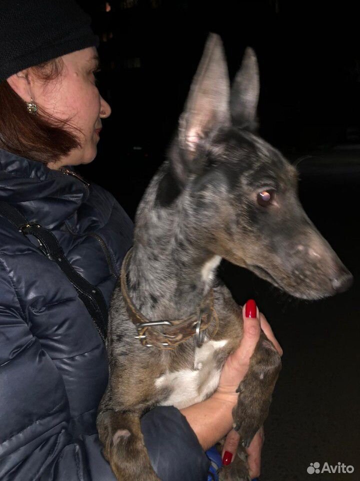 Найдена собака