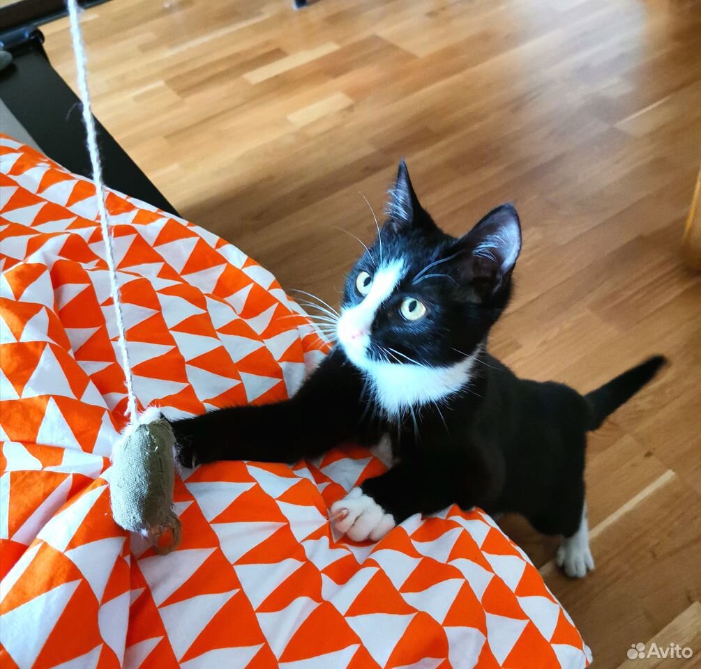 Котенок д аром в добрые ручки