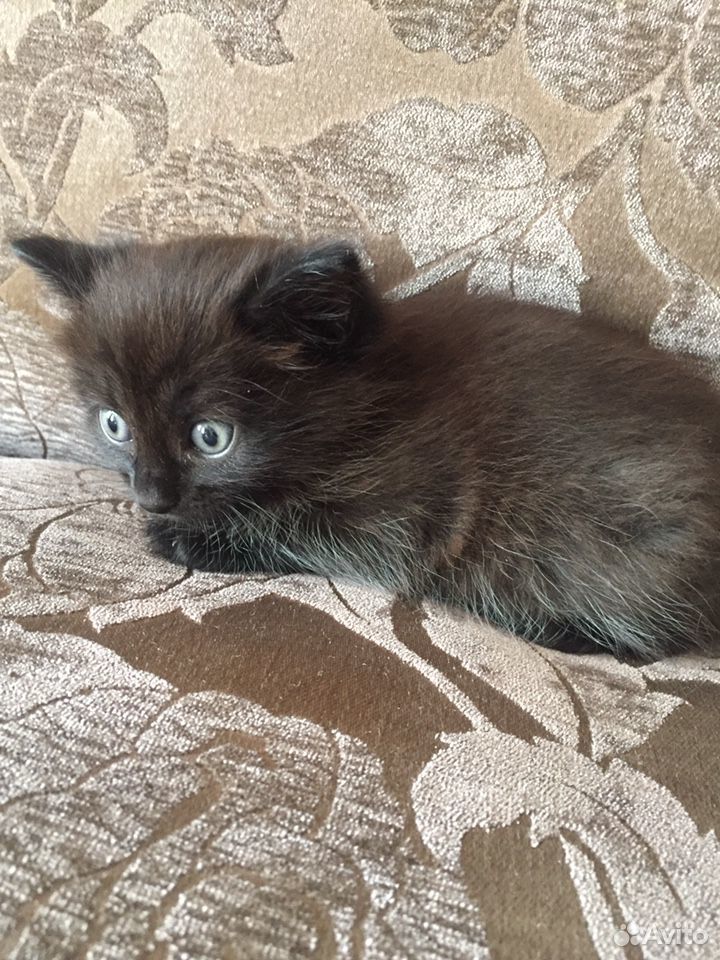 Бомбейская кошечка