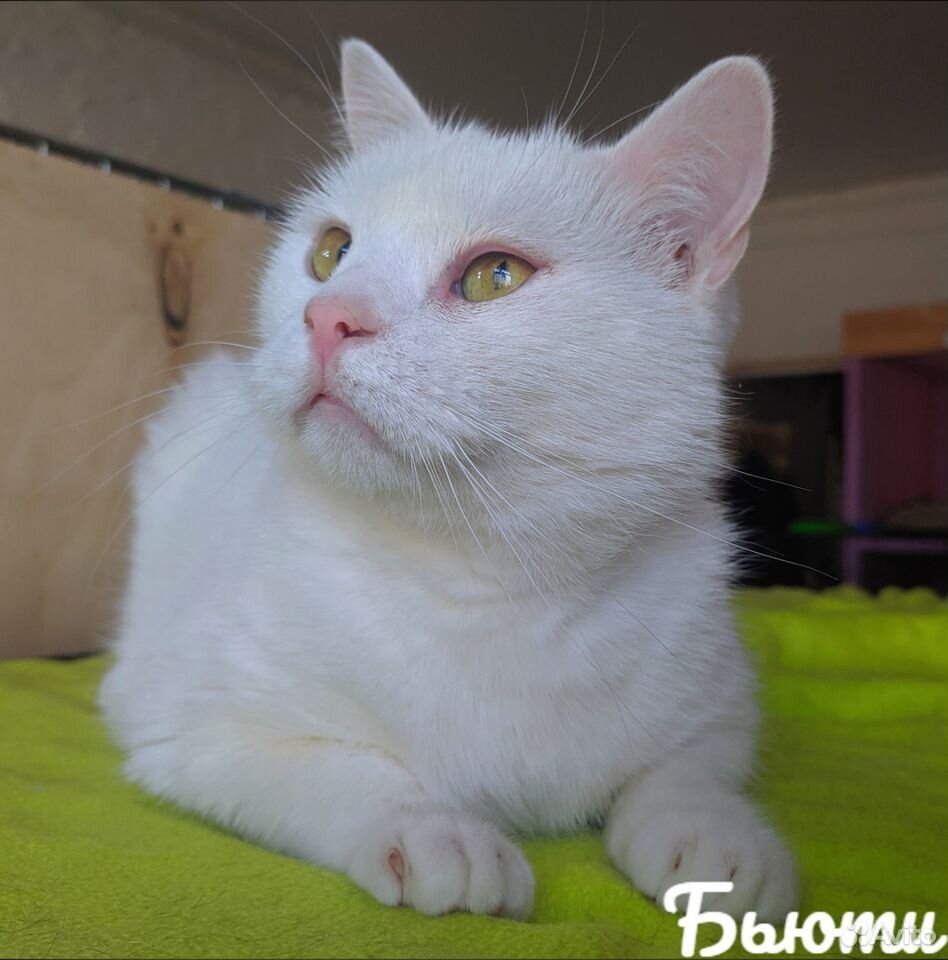 Кошка Бьюти, 3 года (из приюта)