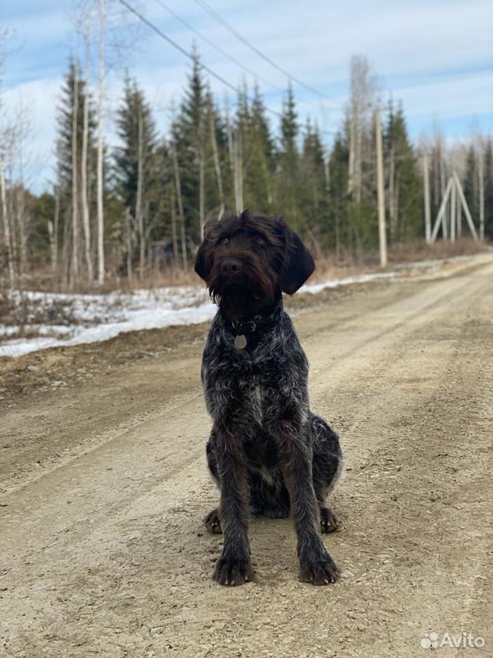 Дратхаар 8 месяцев кобель