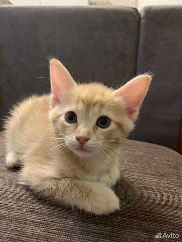 Котёнок от Сфинкс Браш