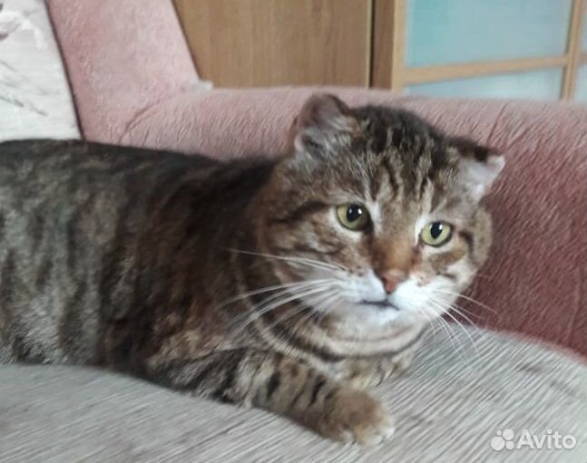 Котик Хоттабыч