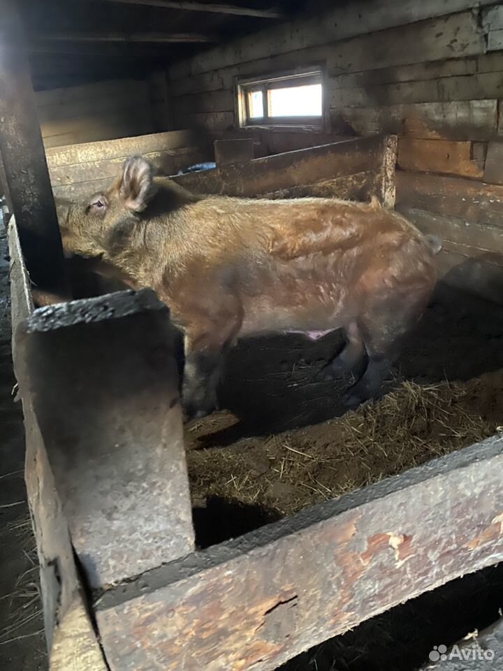 Хряк боров дюрок чистокровный