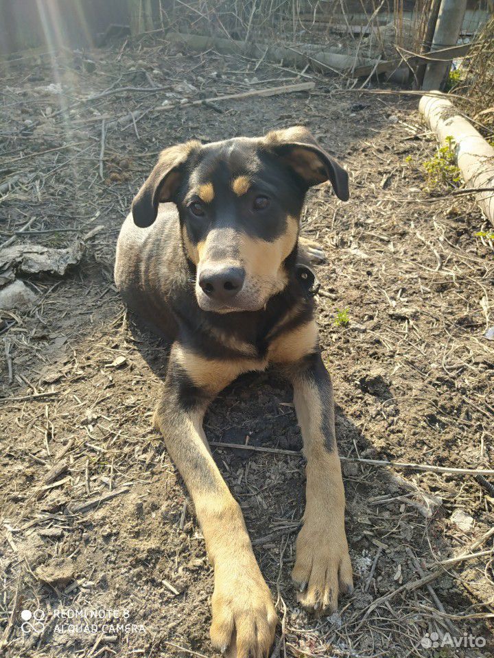 Буран ищет дом