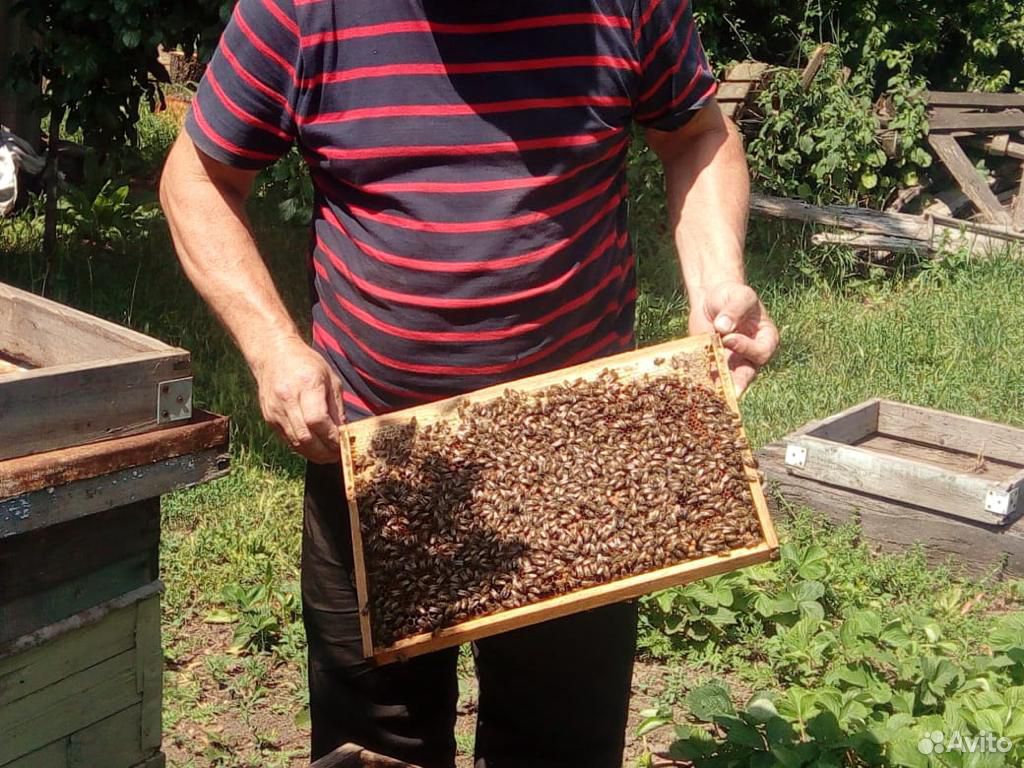 Пчелы, пчелопакеты Майкоп, пчелоферма