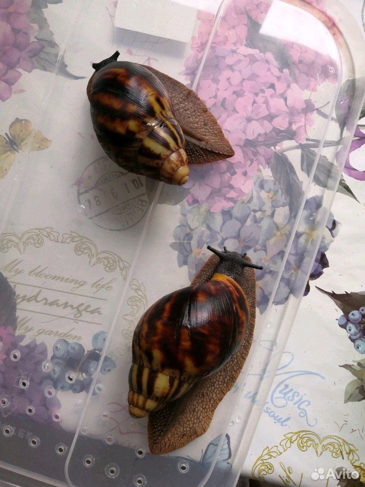 Архахатина маргината маргината